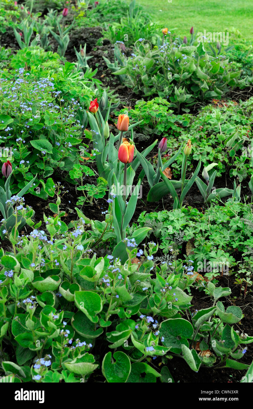 pulmonaria tulip oxalis mix mixed spring planting scheme bed border ...