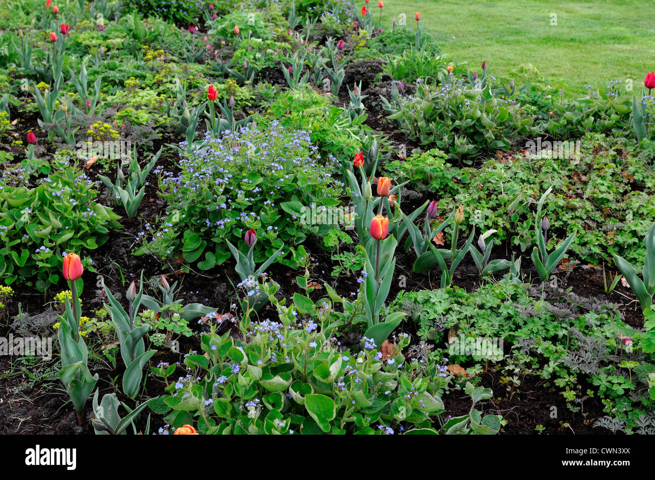 pulmonaria tulip oxalis mix mixed spring planting scheme bed border ...