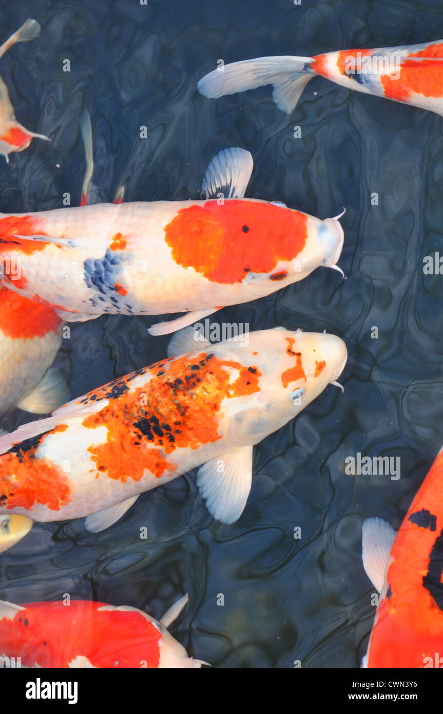 Detail of colorful koi fish in pond Stock Photo - Alamy