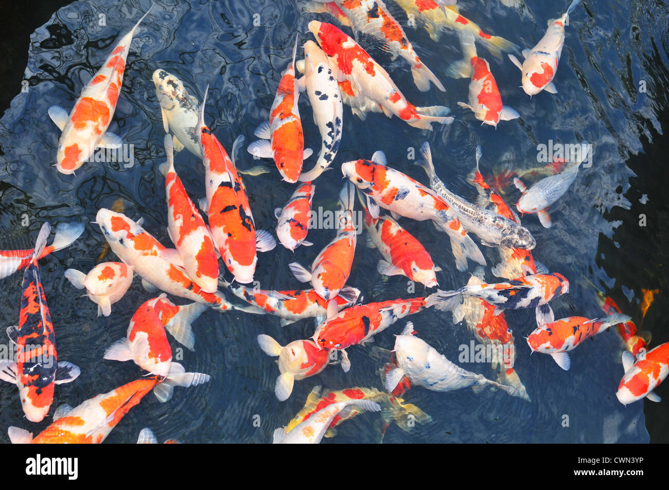 Detail of colorful koi fish in pond Stock Photo - Alamy