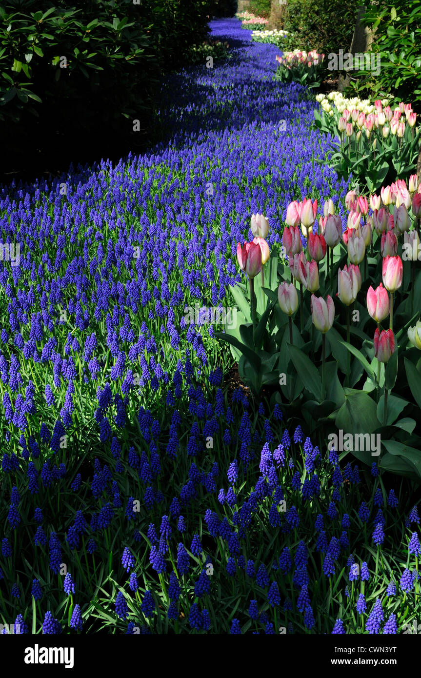 Muscari armeniacum Tulipa Tulips river of flowers colour color ...