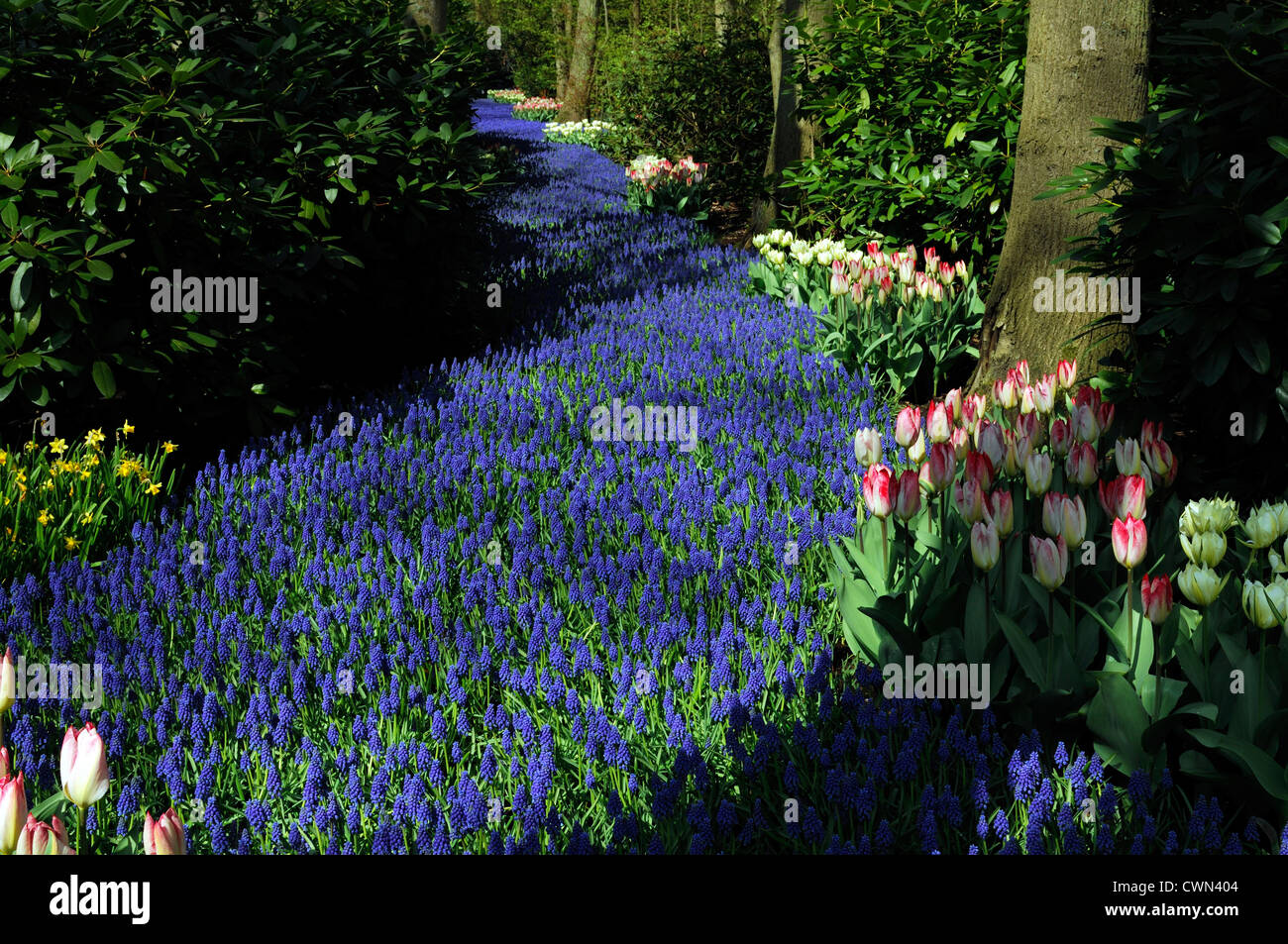 Muscari armeniacum Tulipa Tulips river of flowers colour color ...