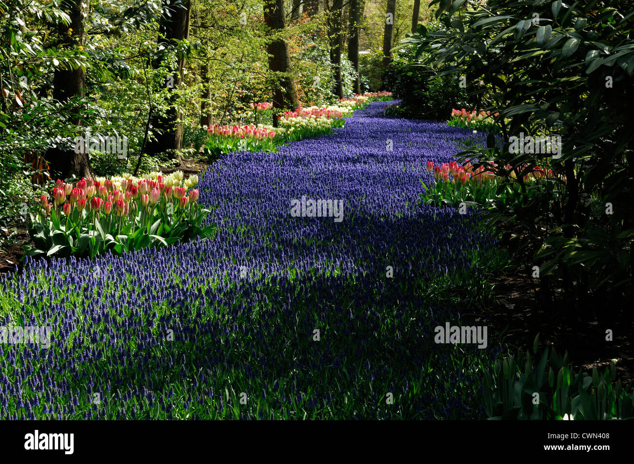 Muscari armeniacum Tulipa Tulips river of flowers colour color ...
