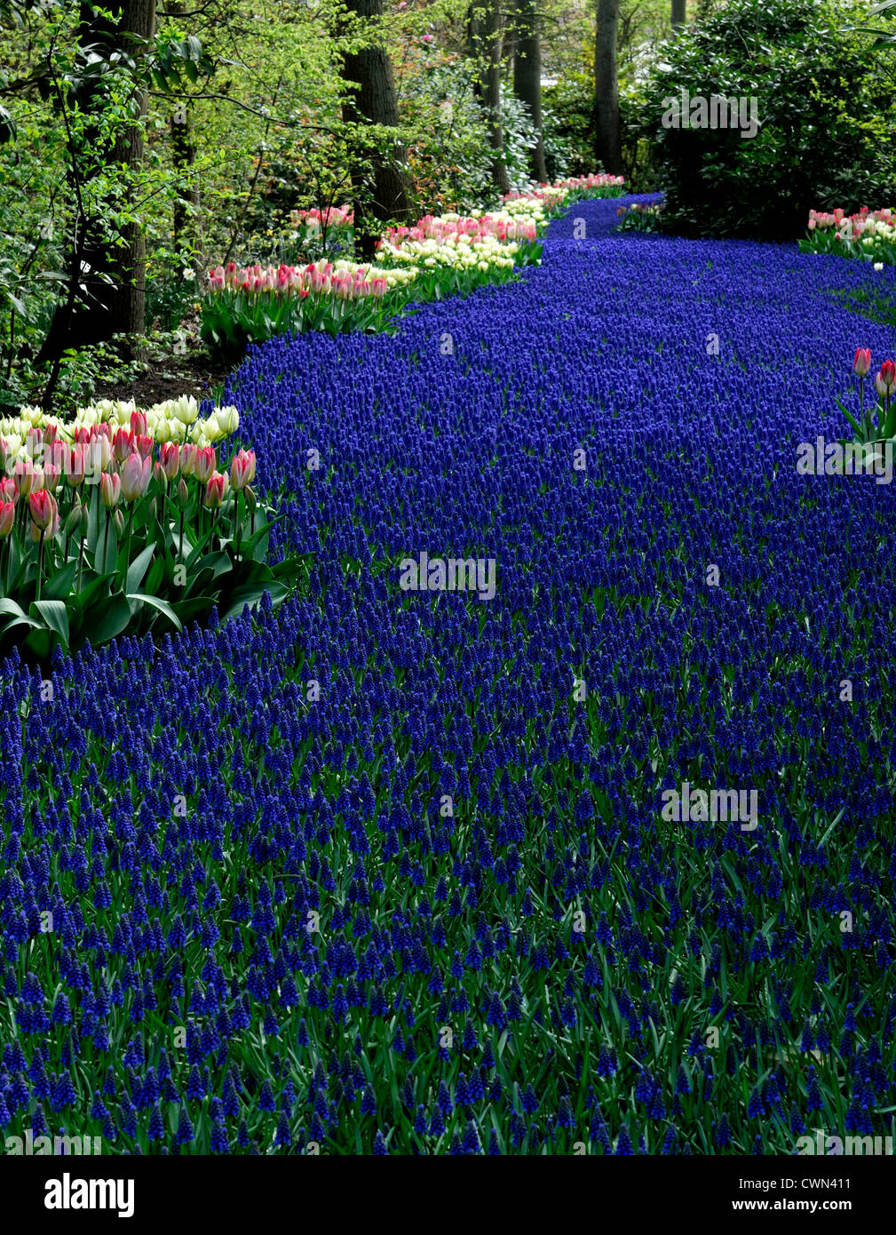 Muscari armeniacum Tulipa Tulips river of flowers colour color ...