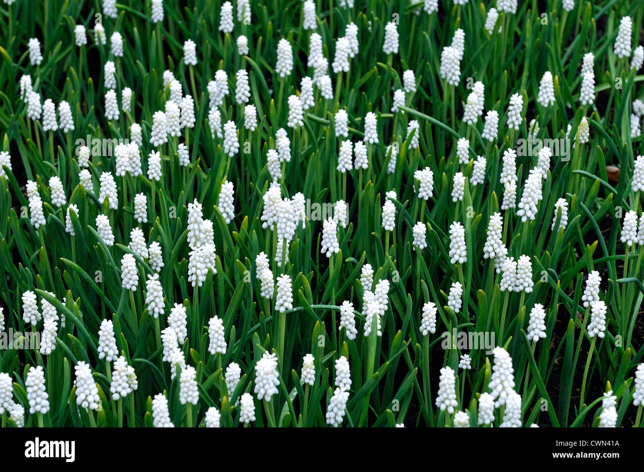 Botryoides hyacinth hi-res stock photography and images - Alamy