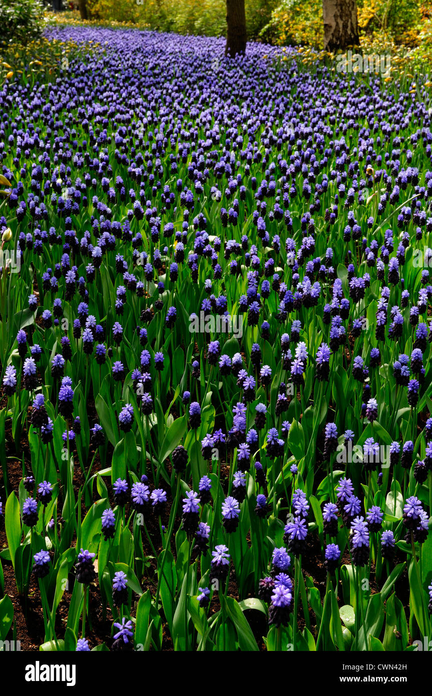 Muscari latifolium blue flowers tulipa sylvestris river effect bed ...