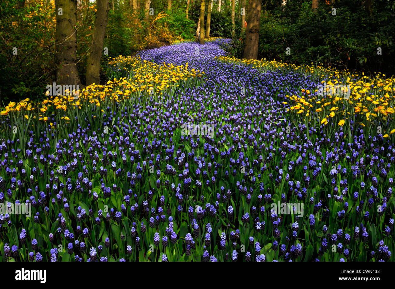 Muscari latifolium Tulipa sylvestris flowers river colour color ...