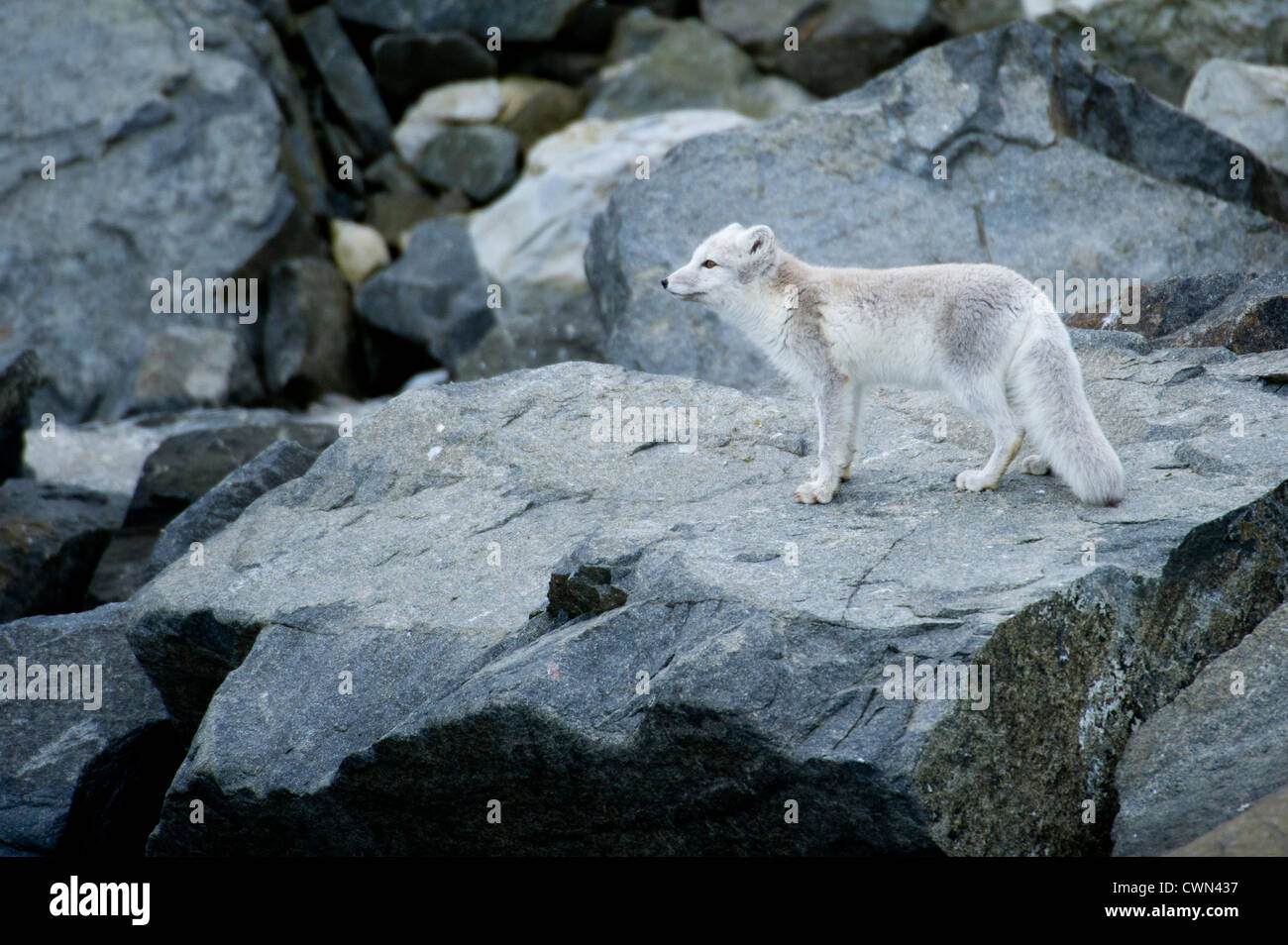 Arctic fox, Alopex lagopus, Spitsbergen, Svalbard, Arctic Stock Photo ...