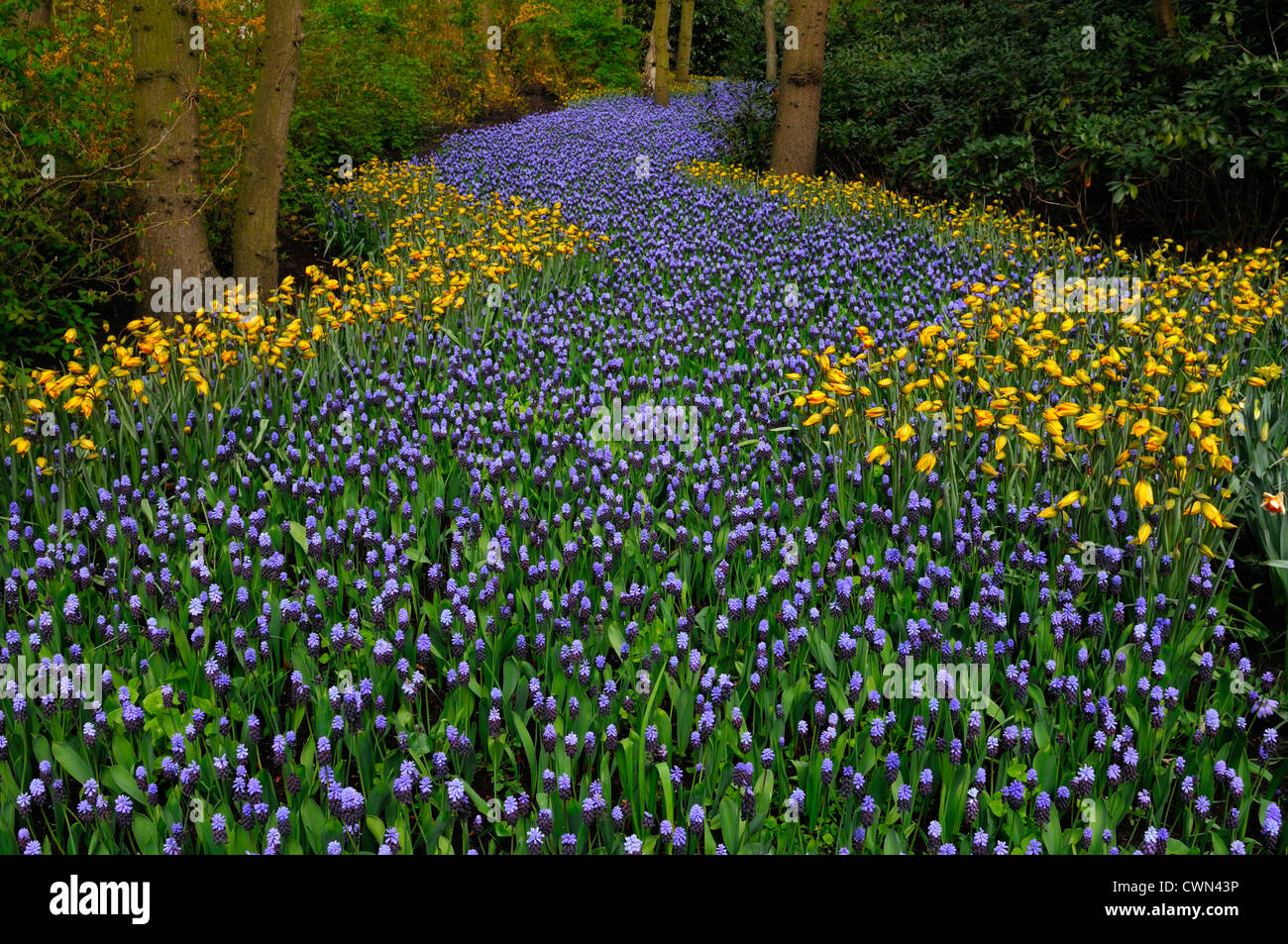 Muscari latifolium Tulipa sylvestris flowers river colour color ...