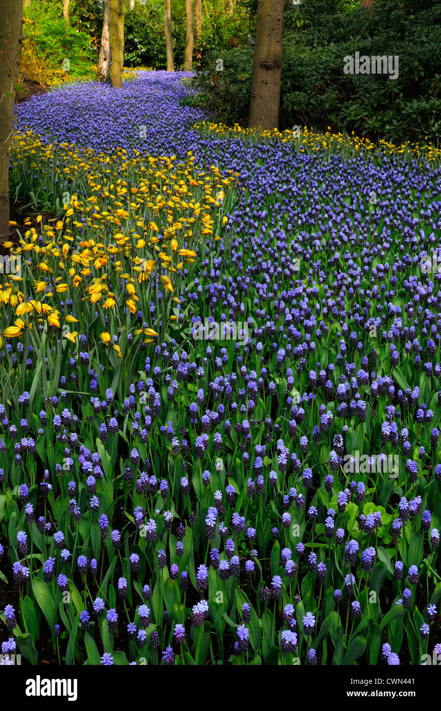 Muscari latifolium Tulipa sylvestris flowers river colour color ...