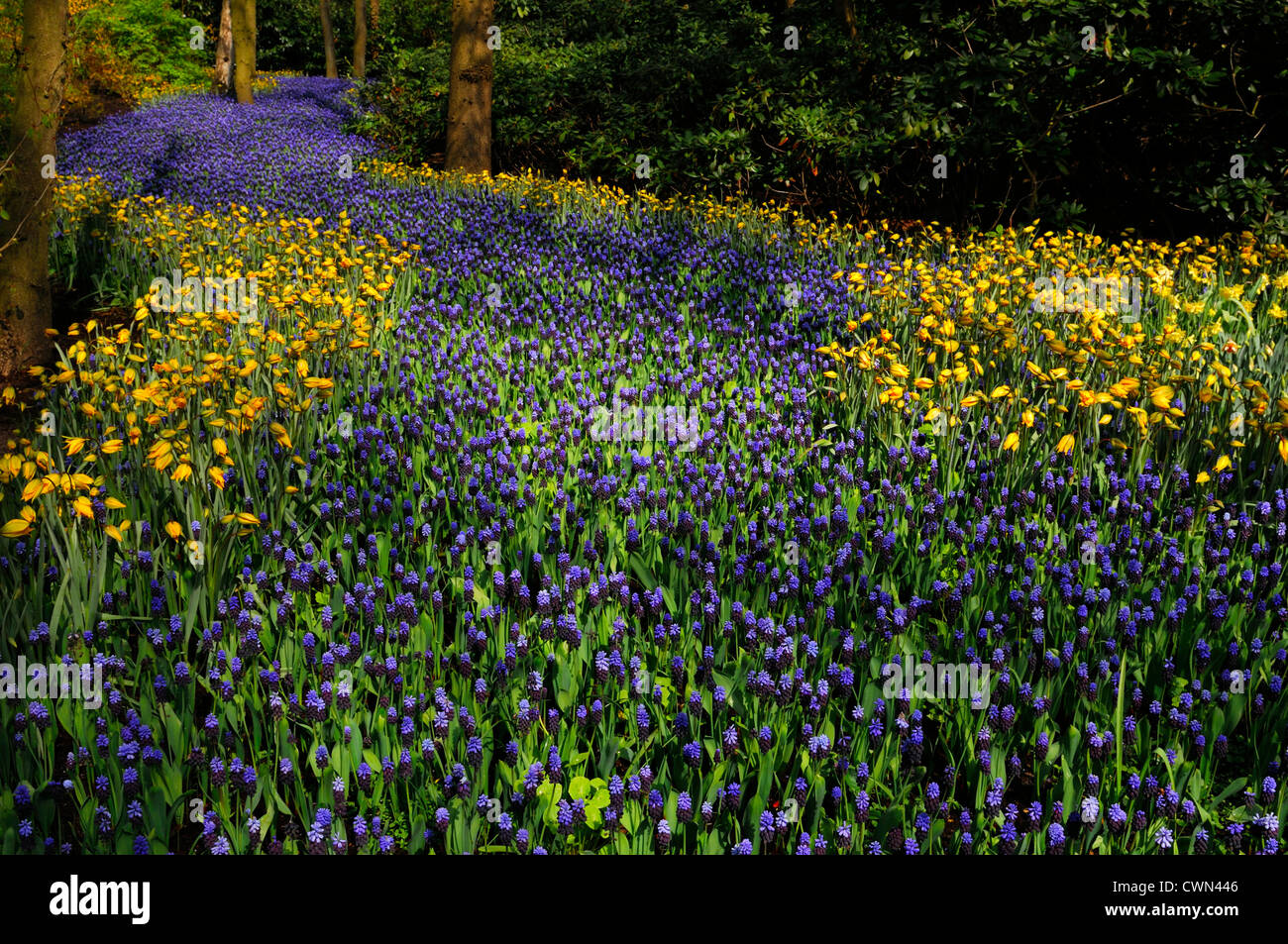 Muscari latifolium Tulipa sylvestris flowers river colour color ...