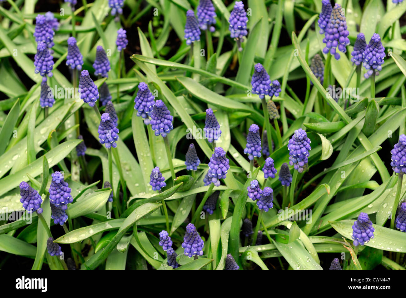 Muscari botryoides Superstar blue grape hyacinth flowers bed spring ...