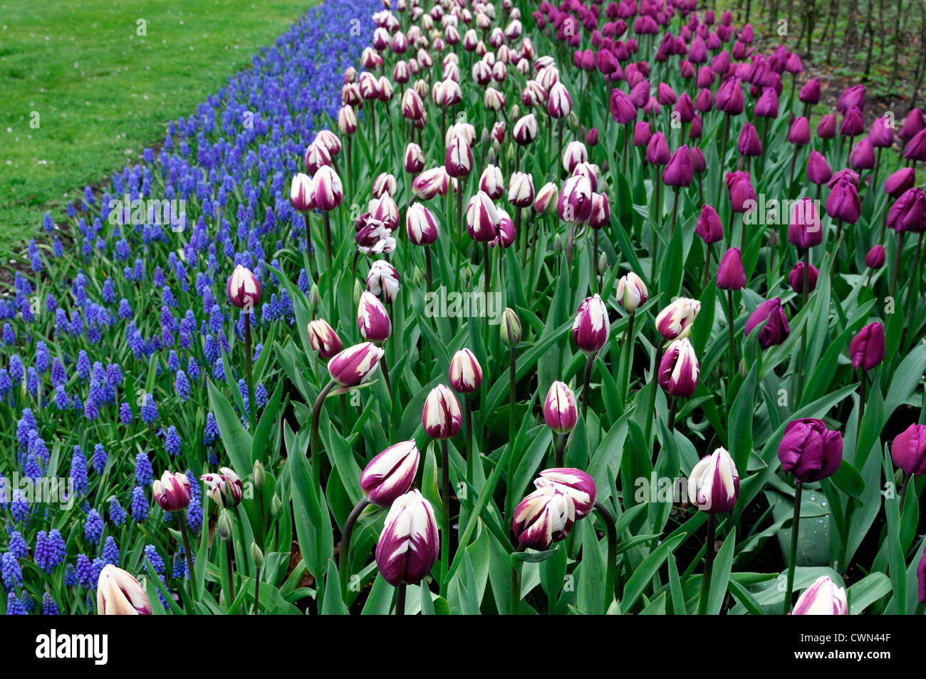 Tulip rems favourite hi-res stock photography and images - Alamy