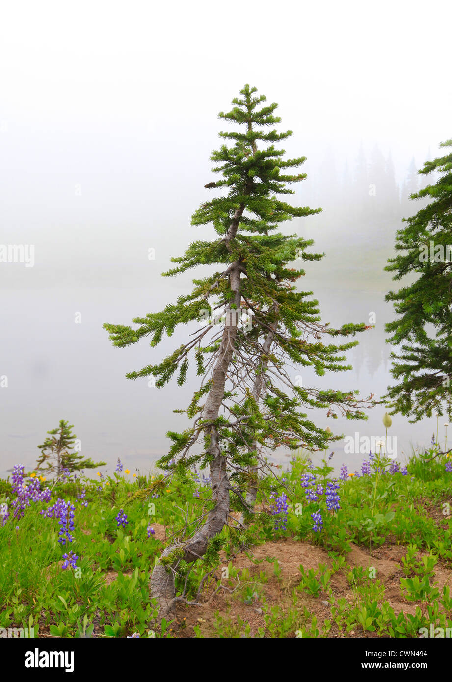Pine tree loop trail hi-res stock photography and images - Alamy