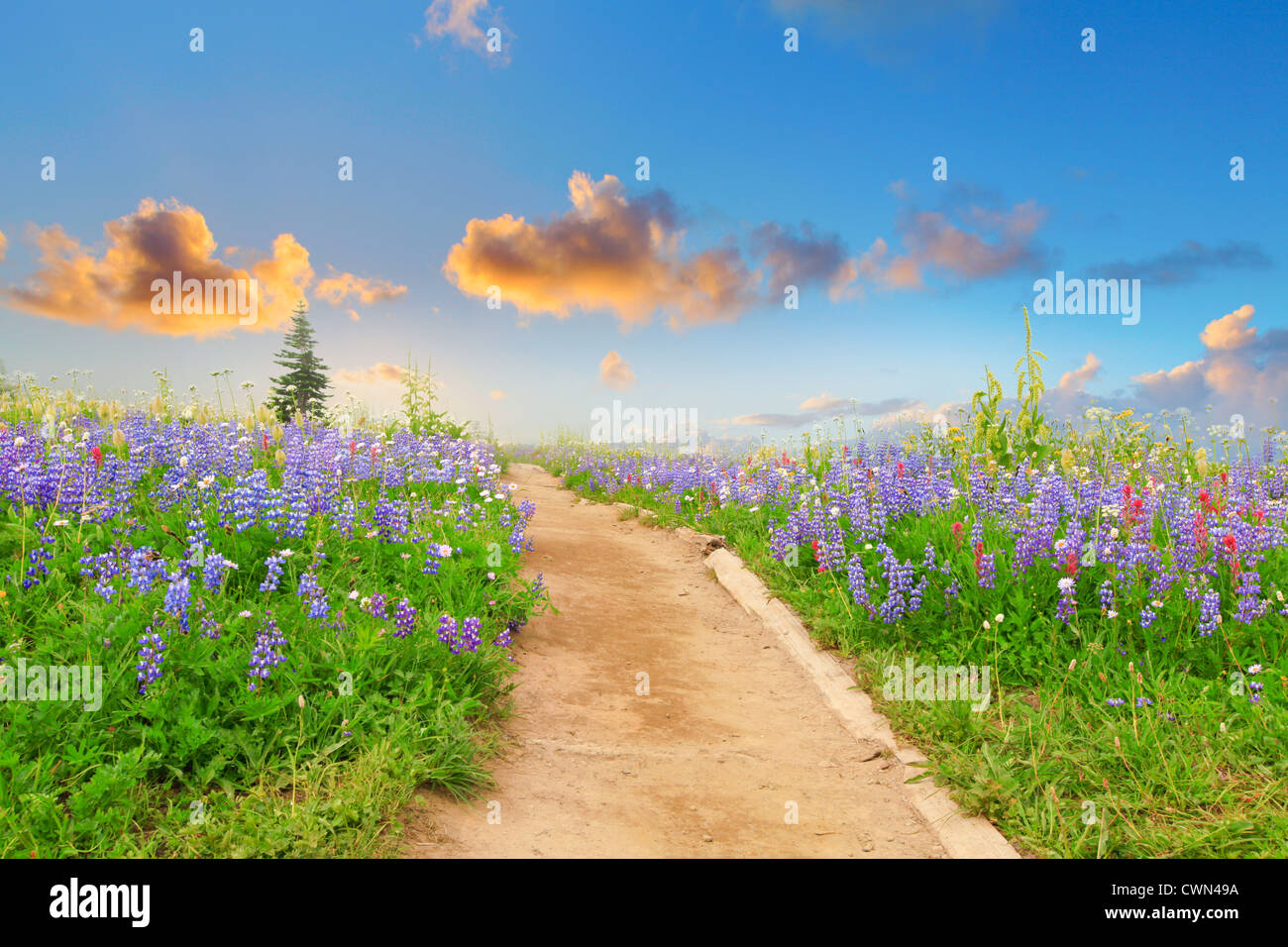 Beautiful Flower Path