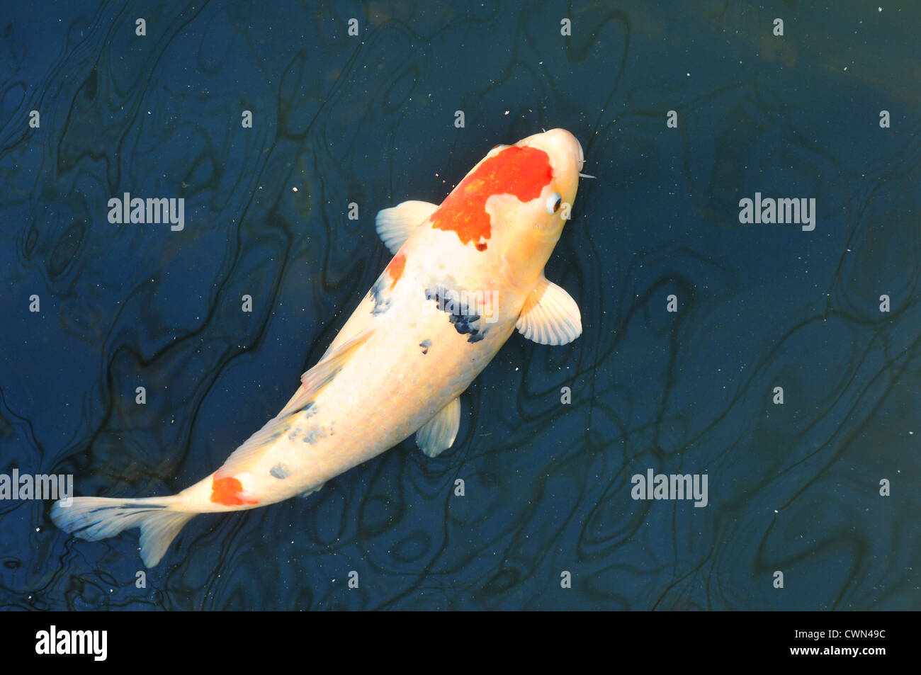 Detail of colorful koi fish in pond Stock Photo - Alamy