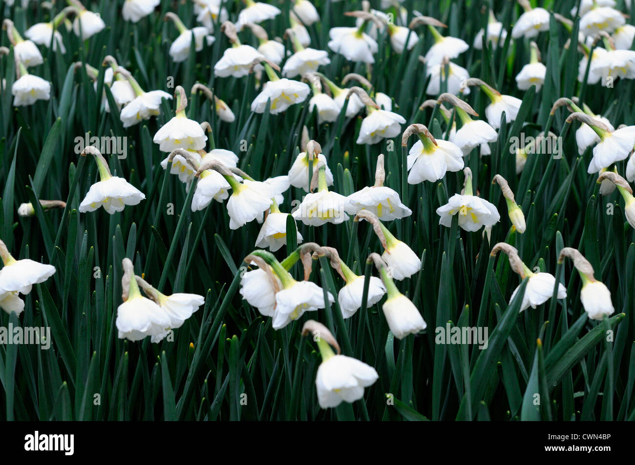 narcissus lemon beauty split cupped corona white daffodil flowers ...