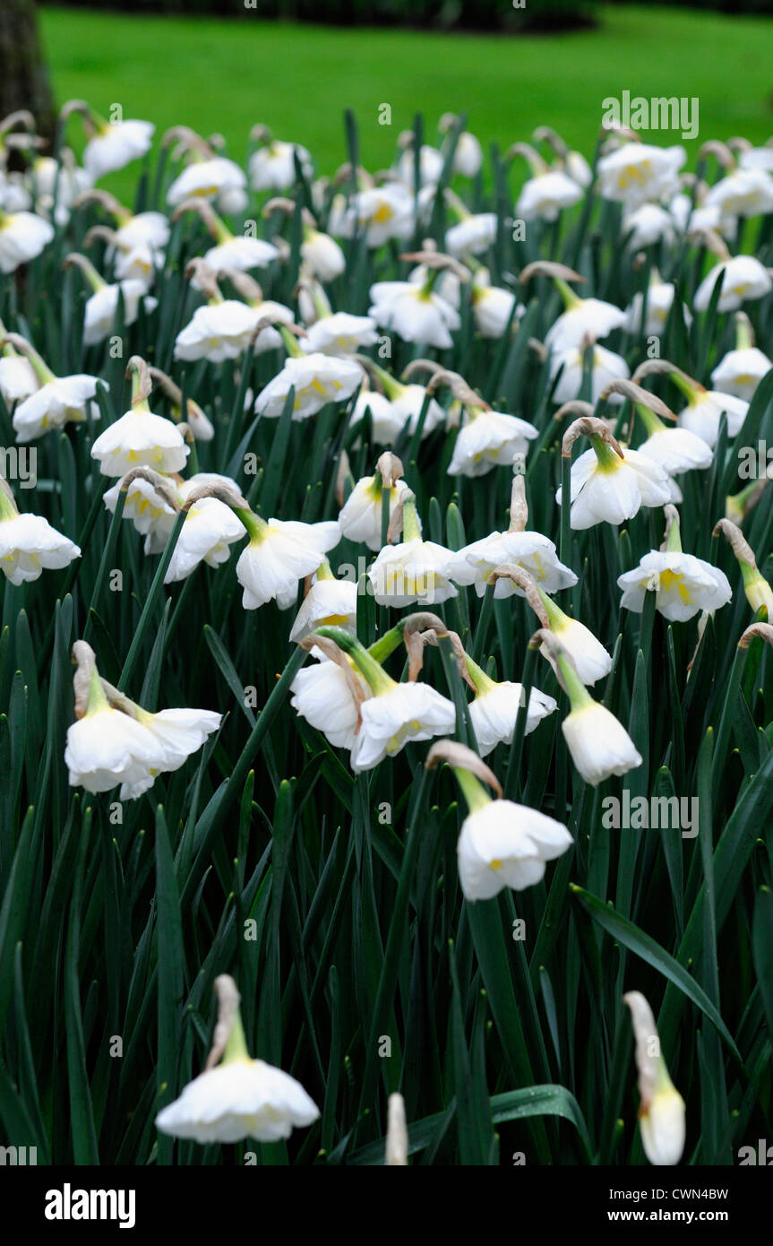 narcissus lemon beauty split cupped corona white daffodil flowers ...
