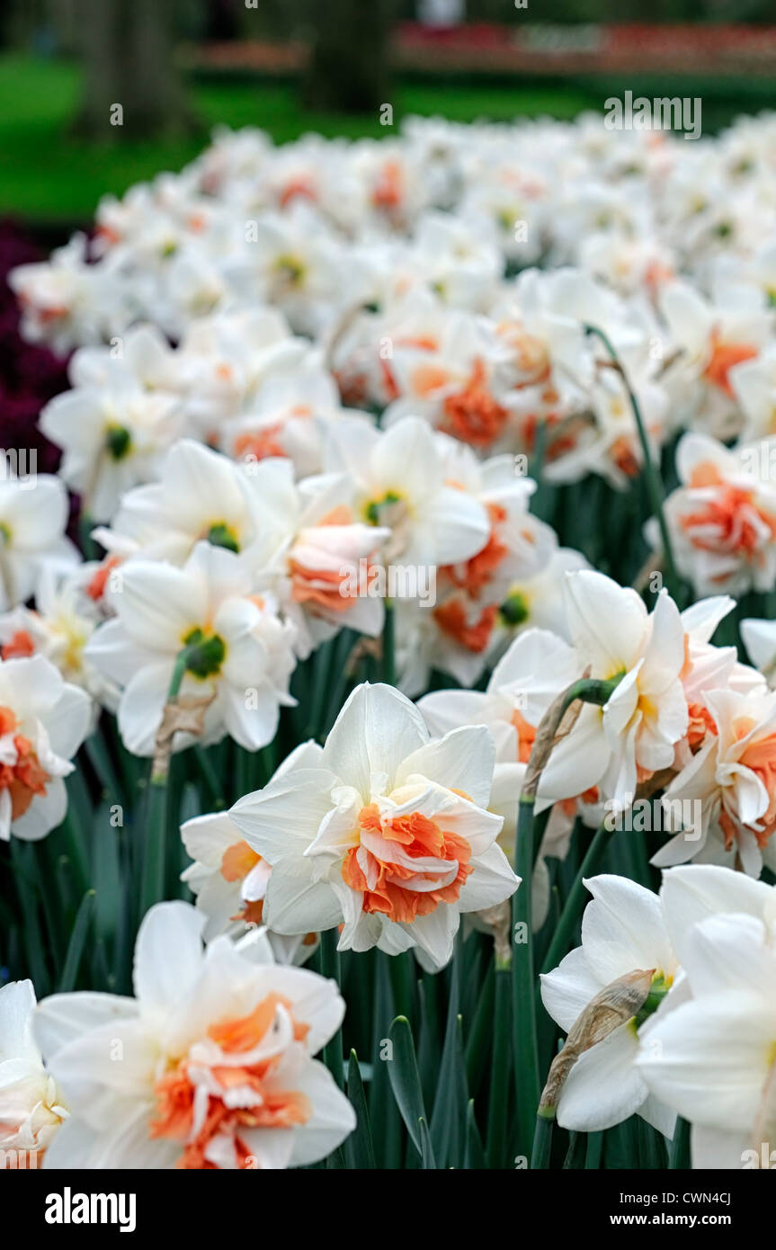 Flowering double daffodils hi-res stock photography and images - Alamy