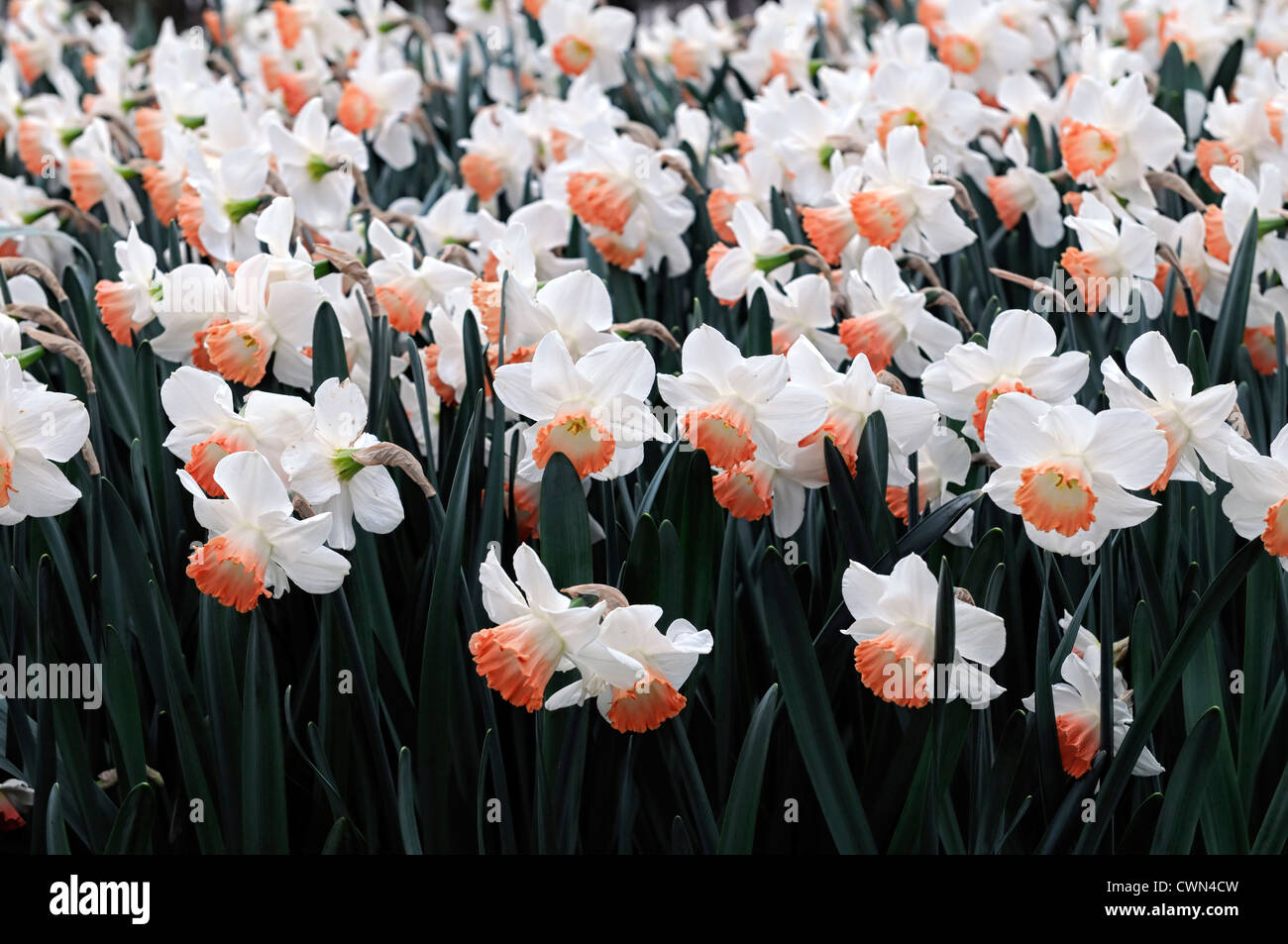 narcissus pink charm daffodil white apricot trumpet flowers narcissi ...