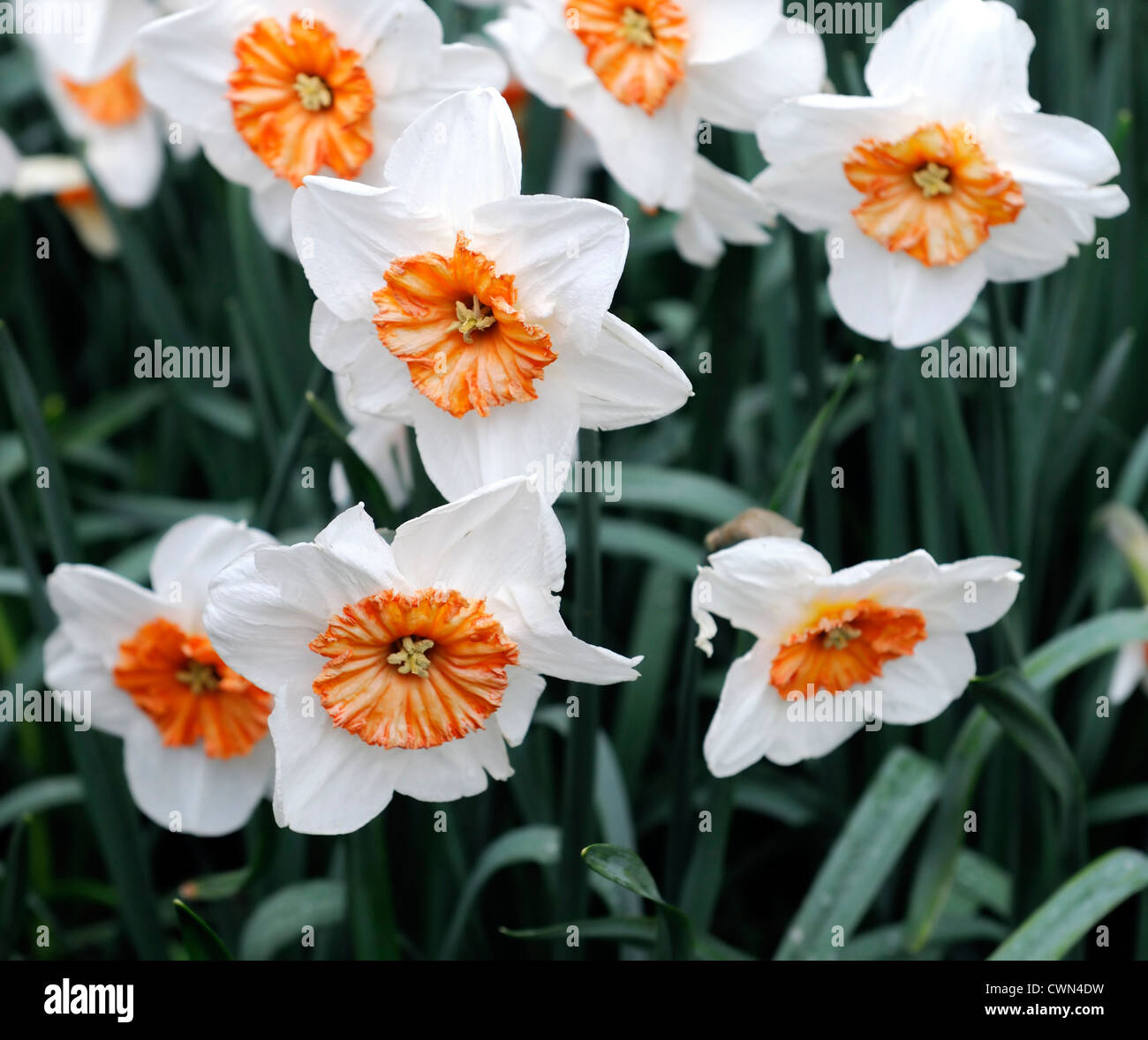 narcissus professor einstein daffodil white orange large cupped flowers ...
