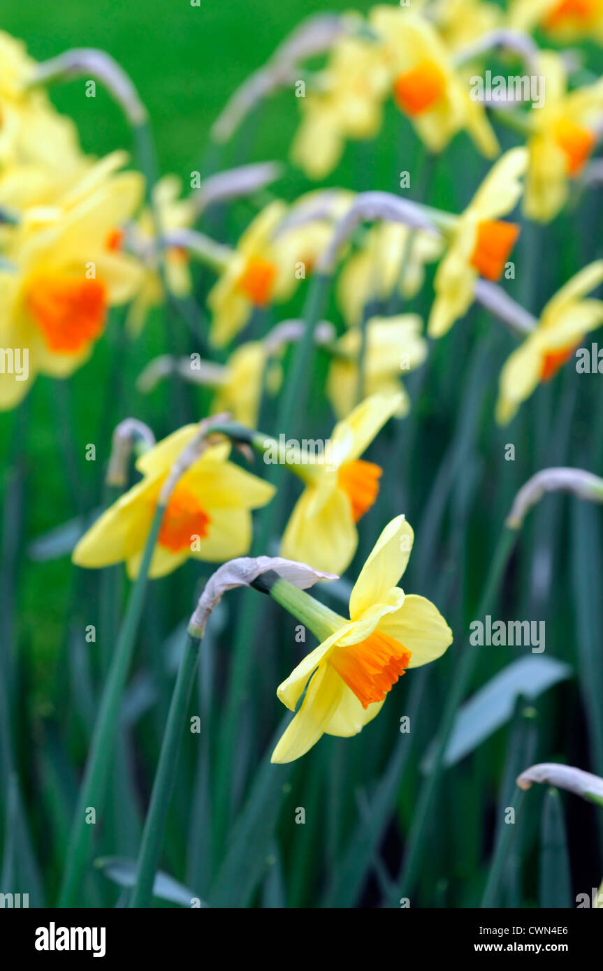 Daffodil red devon hi-res stock photography and images - Alamy