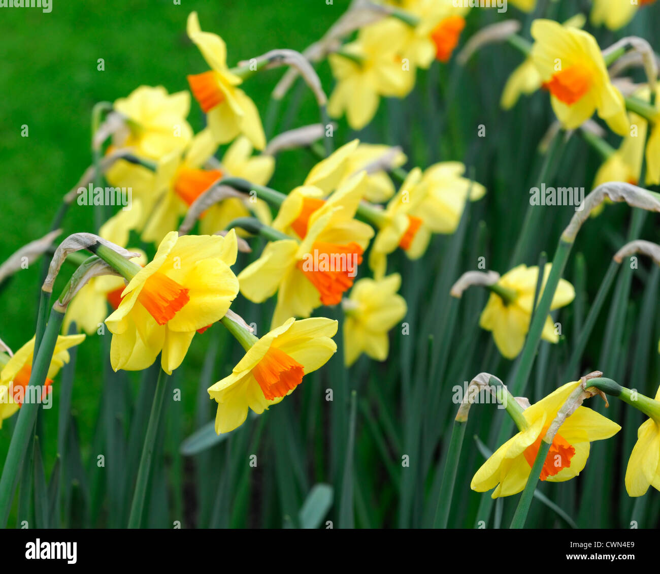 Red devon daffodil hi-res stock photography and images - Alamy