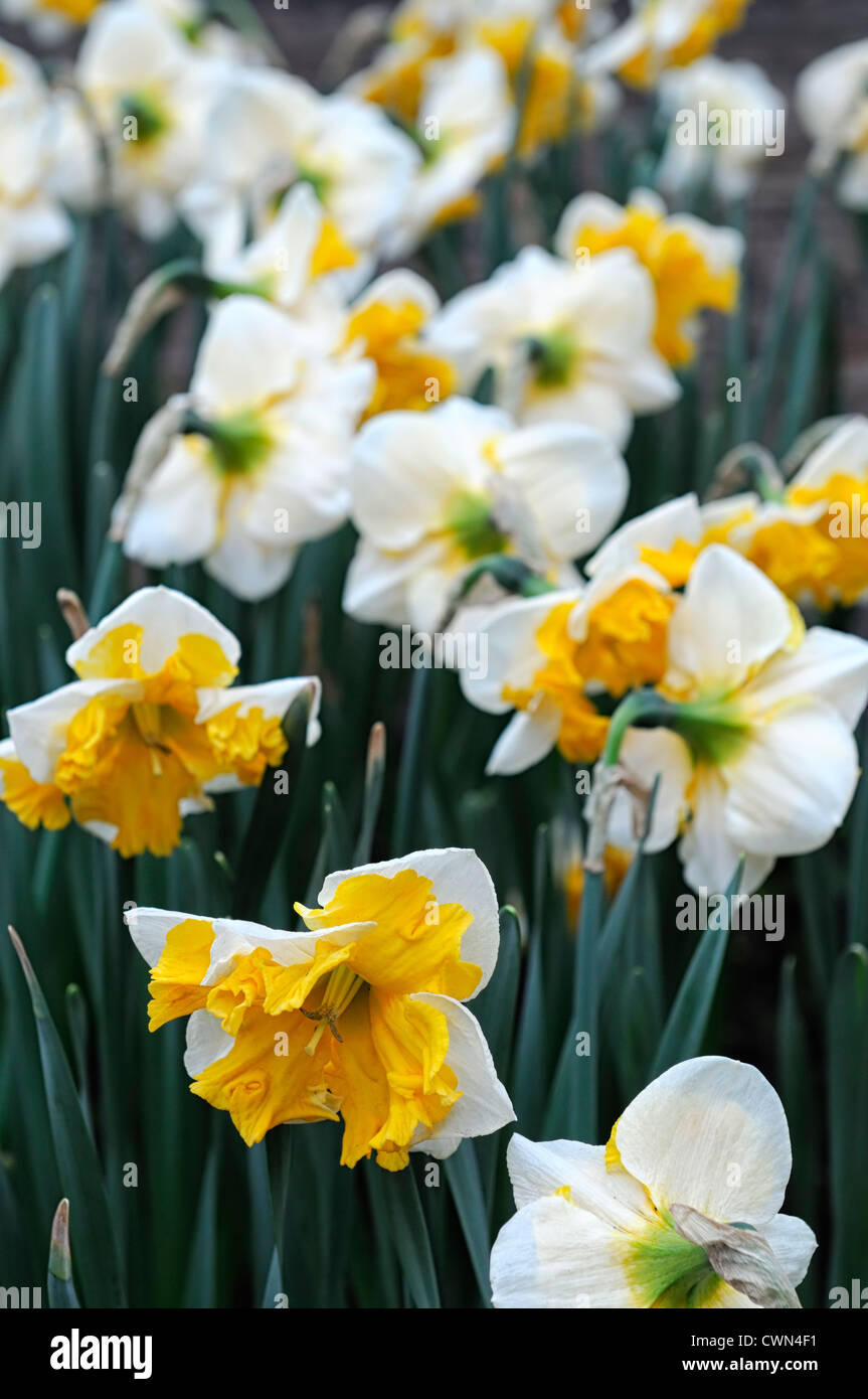 narcissus sovereign split cupped corona orange yellow white plant ...