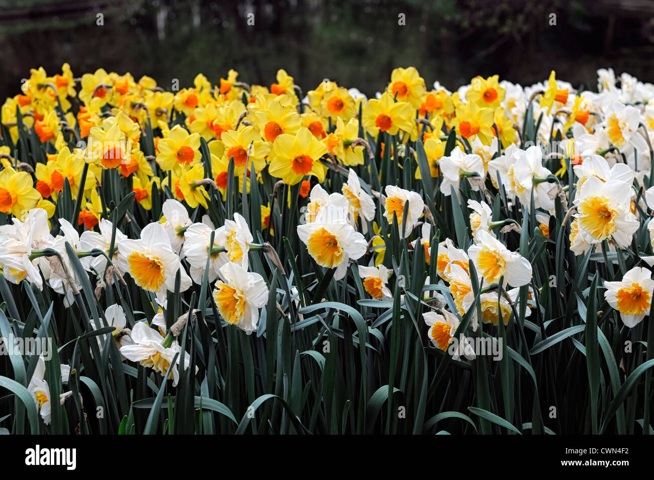 Daffodil red devon hi-res stock photography and images - Alamy