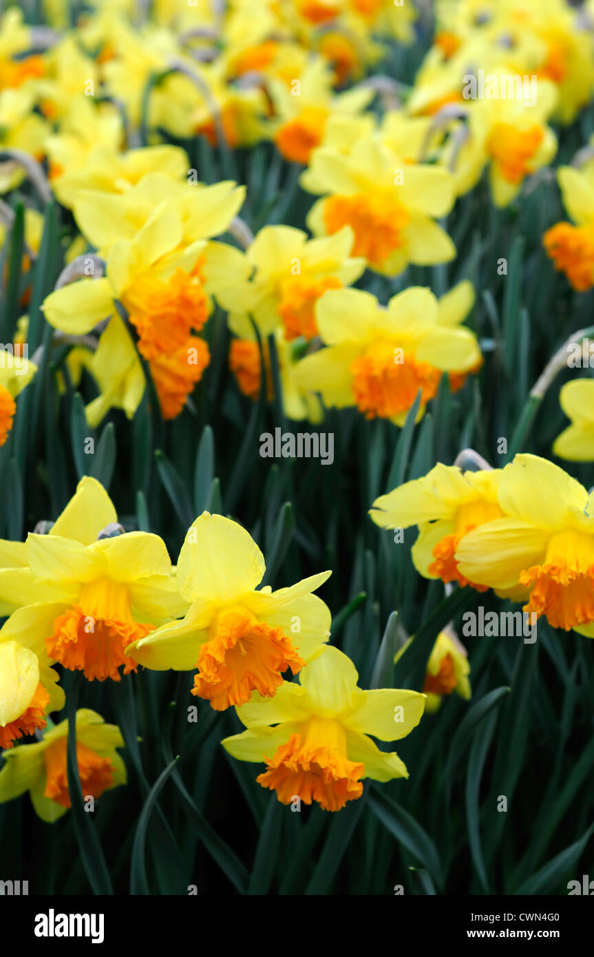 narcissus suada large cupped yellow orange plant portraits petals ...