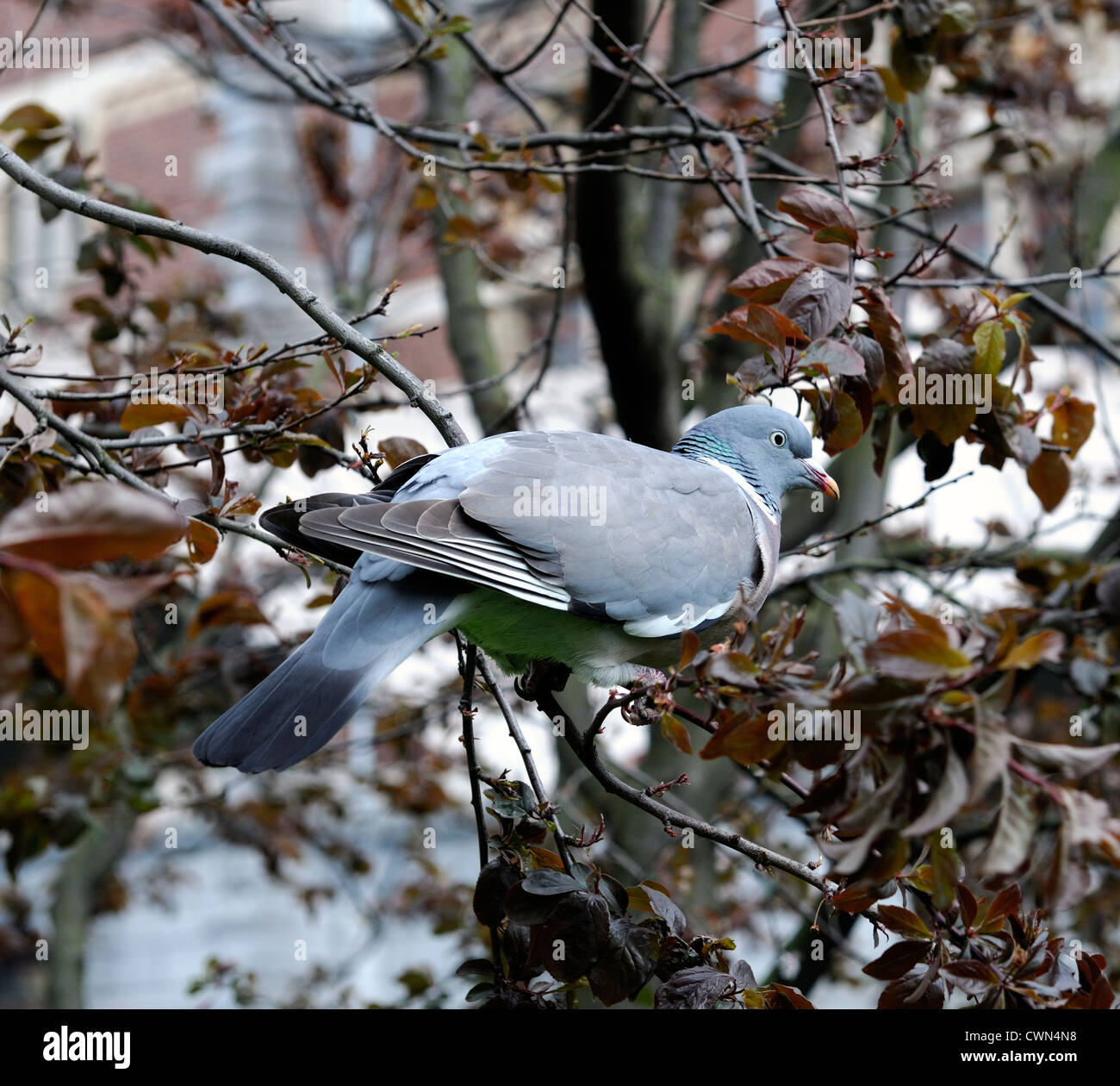 wild grey feral pigeon sit sitting in a prunus cherry tree Stock Photo ...