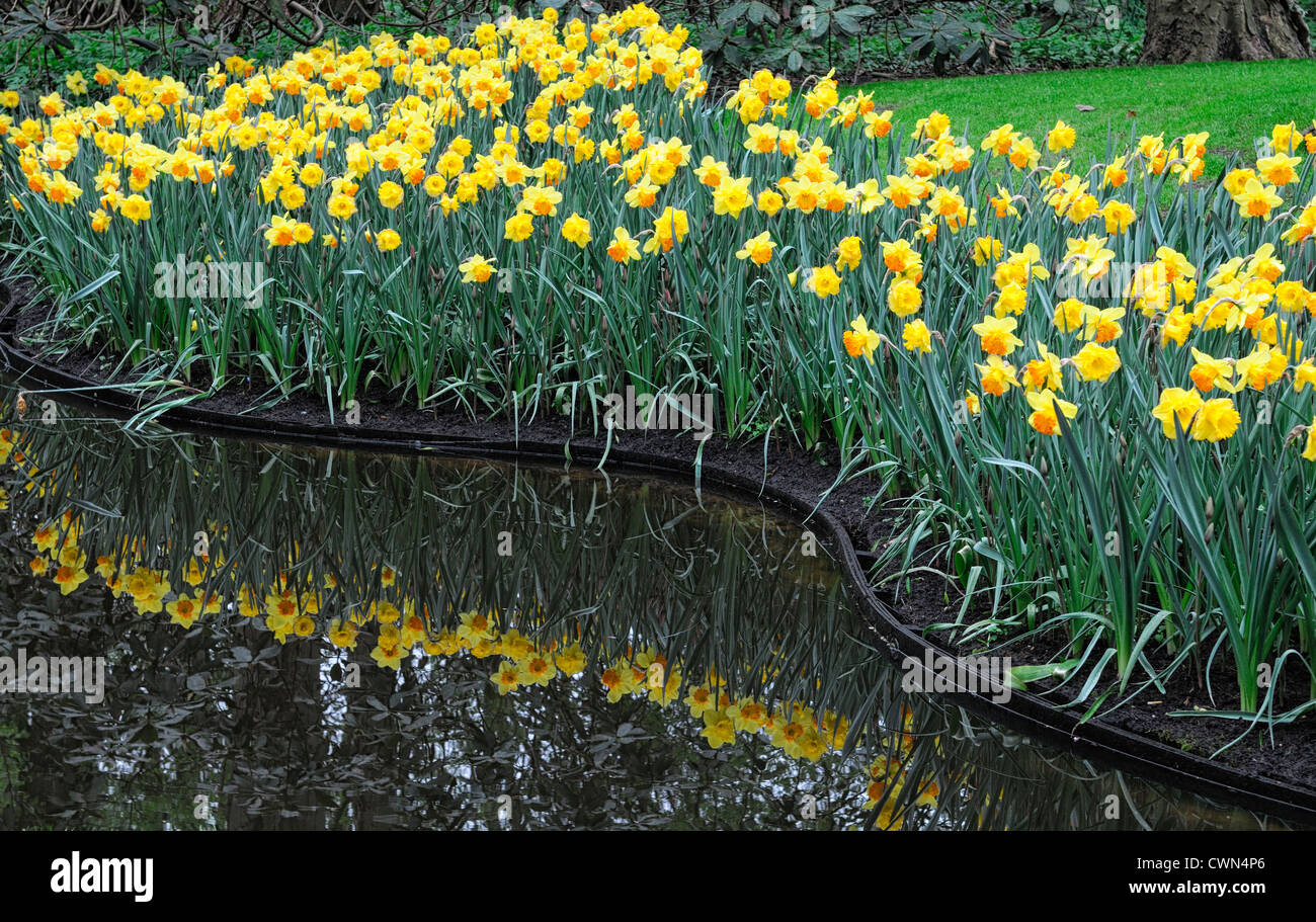pond lined with tall stemmed yellow orange narcissus spring bulb ...