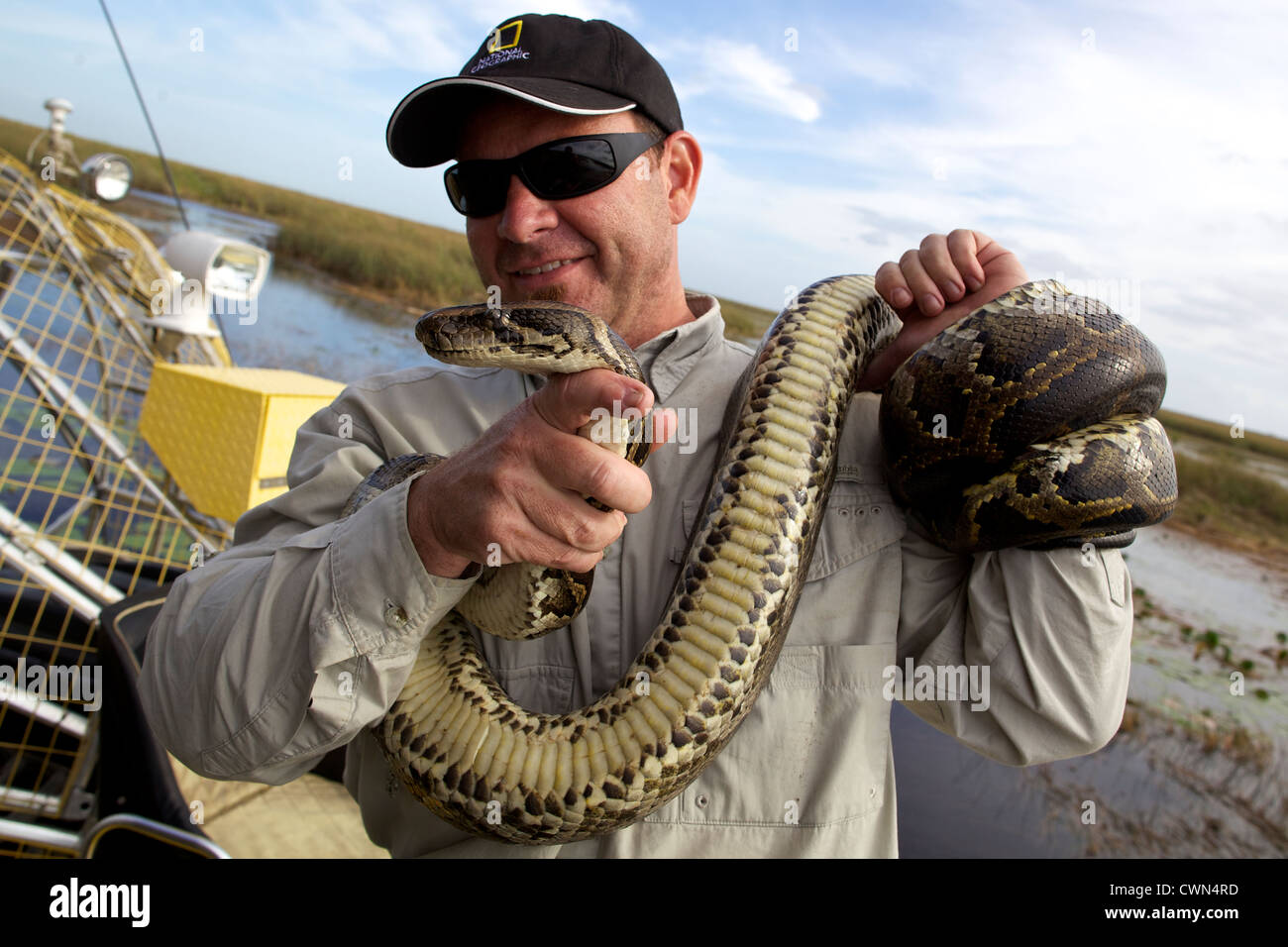 Shawn Heflick catching a python in the Everglades Stock Photo - Alamy