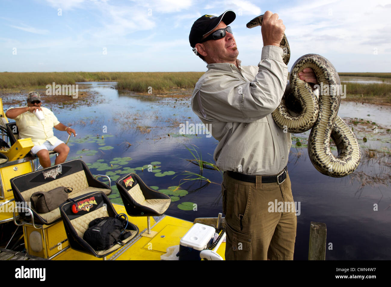 Shawn Heflick catching a python in the Everglades Stock Photo - Alamy