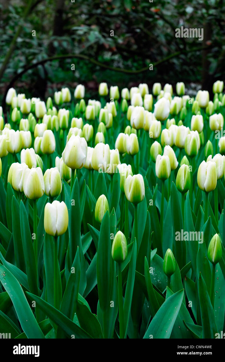 tulipa angels wish white tulip garden flowers spring flower bloom ...