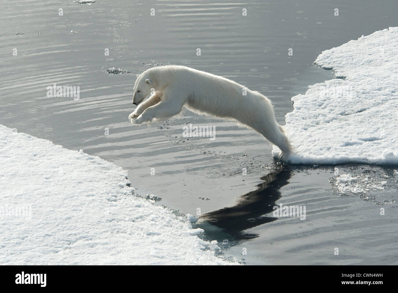 Polar bear, Ursus maritimus, jumping between floes of sea ice north of ...