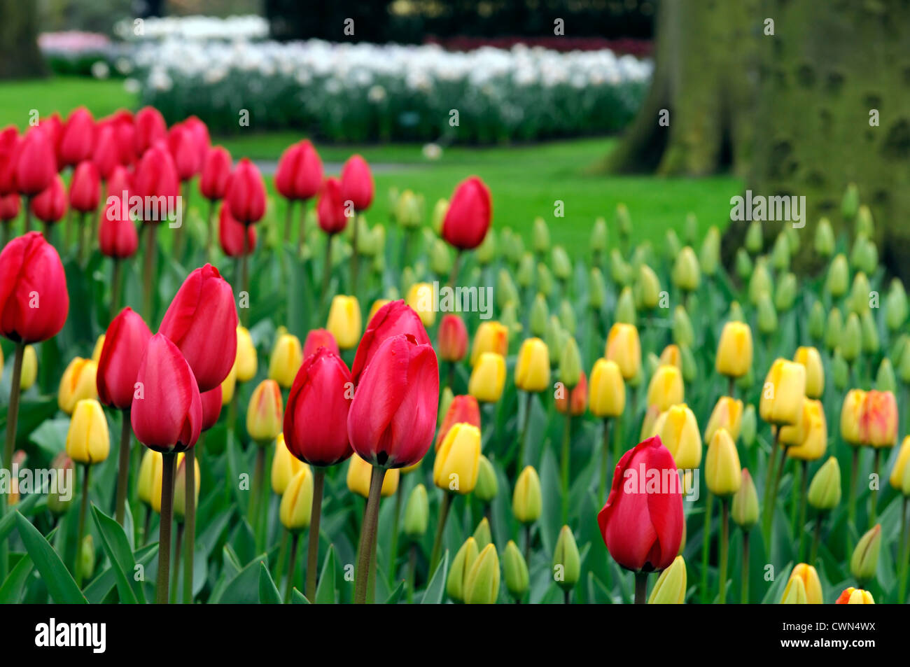 Red And Yellow Garden Colour Scheme High Resolution Stock Photography ...