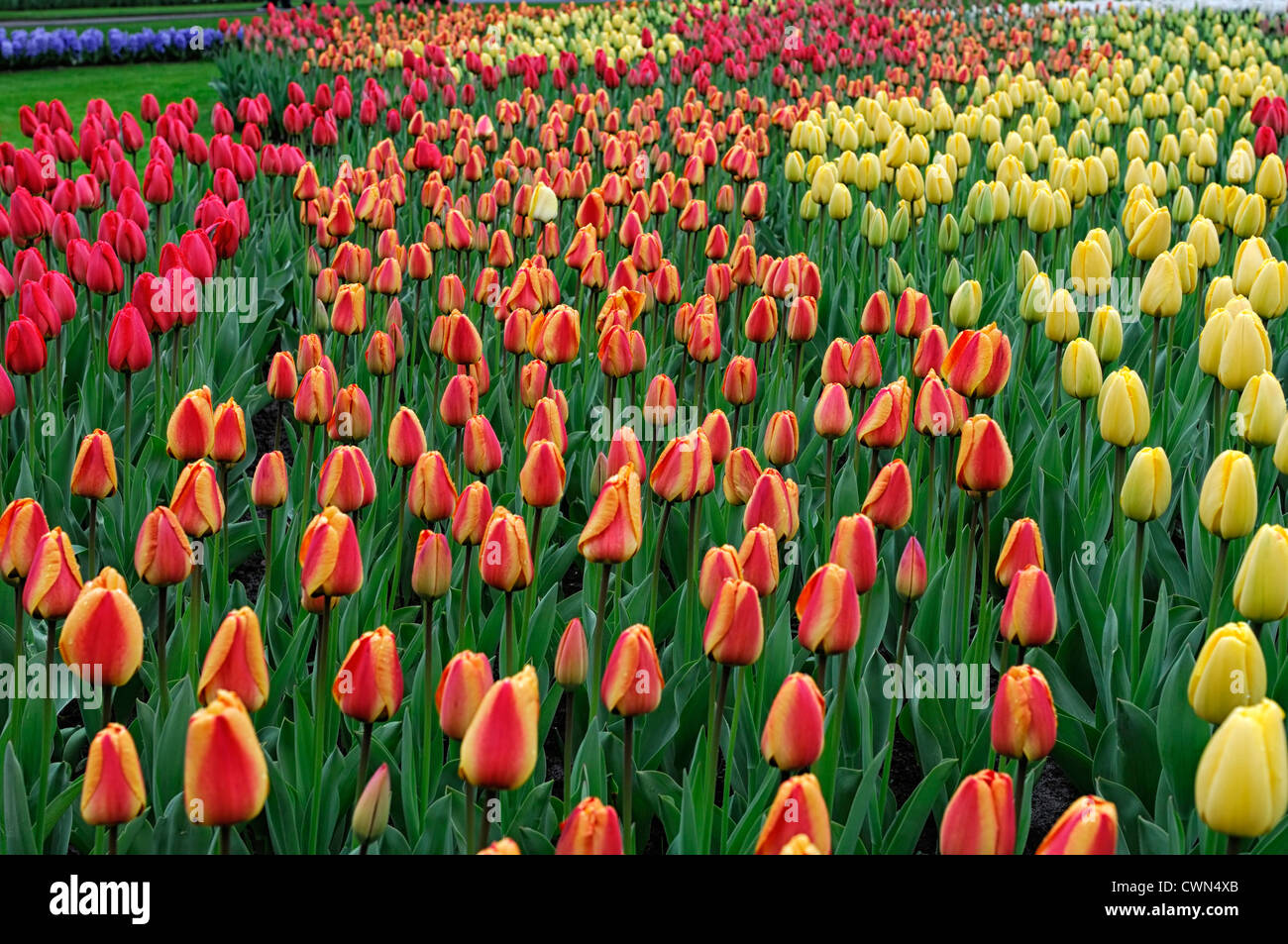 tulipa apeldoorns elite tulip golden parade darwin hybrid yellow orange ...