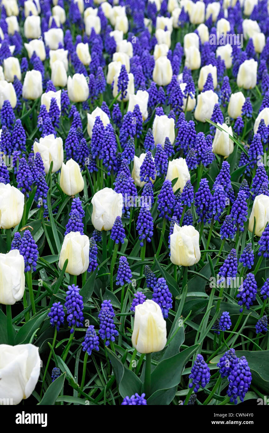 tulipa calgary white triumph tulip blue muscari armeniacum garden ...