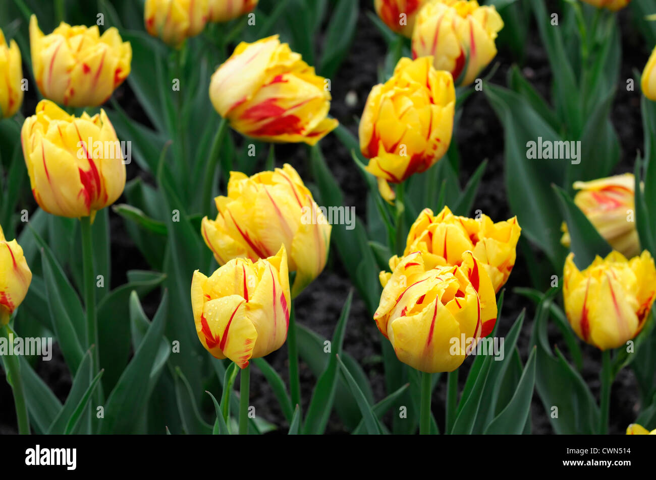 Double tulip monsella hi-res stock photography and images - Alamy