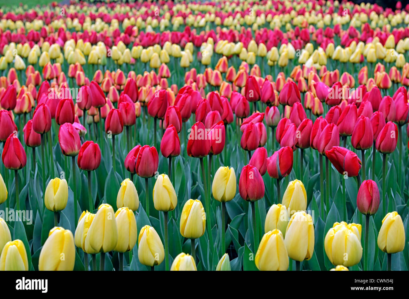 Darwin hybrid tulip salmon impression hi-res stock photography and ...