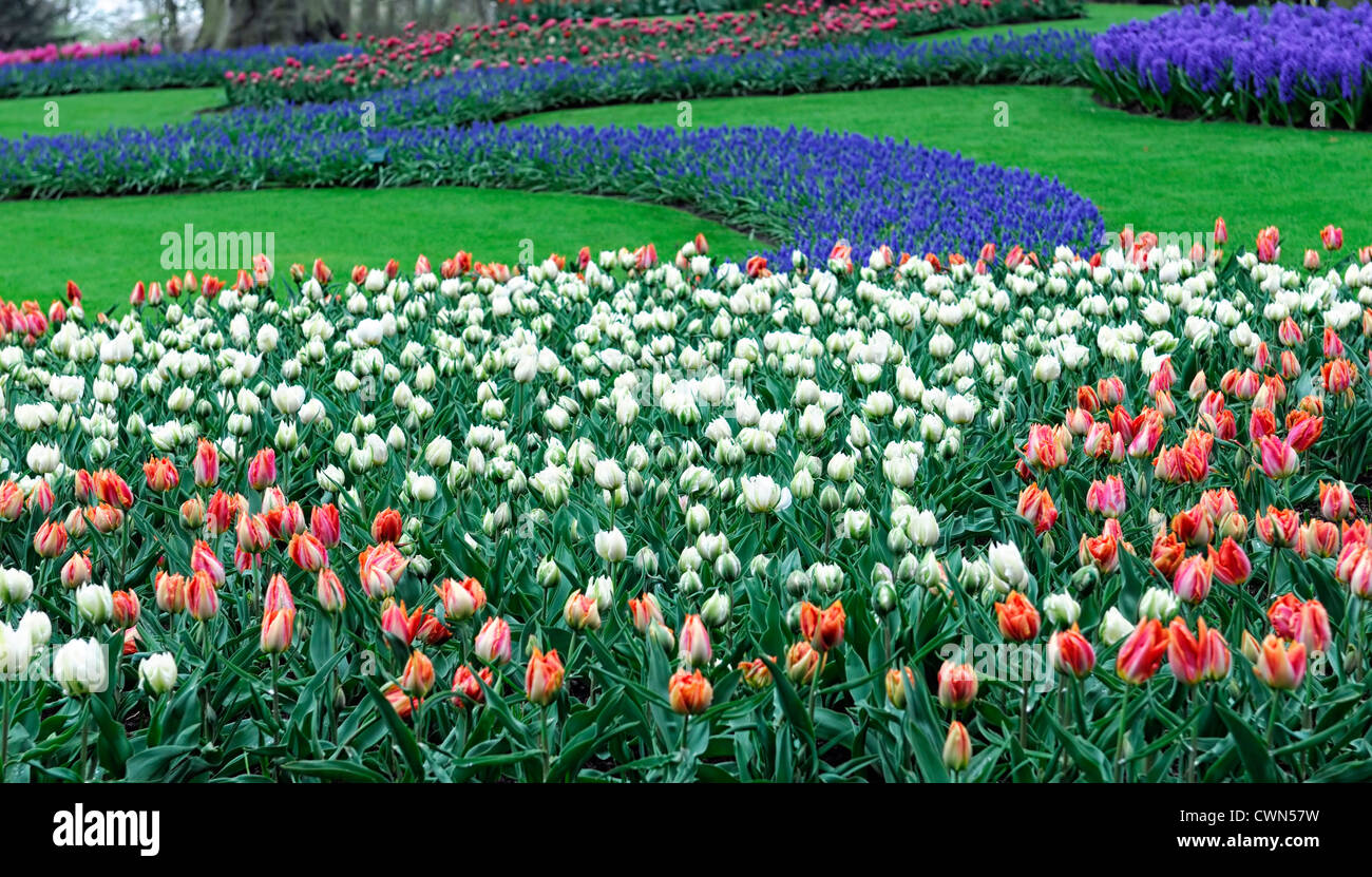 tulipa tulip flowers orange white muscari armeniacum blue mix mixed ...