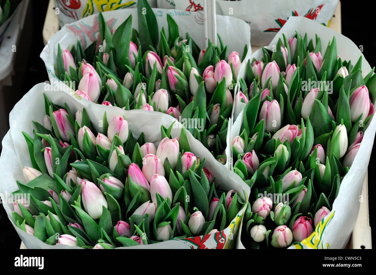 fresh cut tulip tulipa flowers bunch bunches on for sale market ...