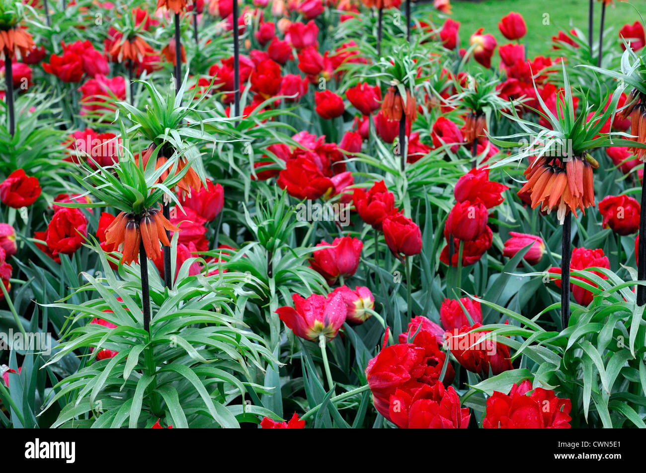 tulipa tulip abba double early red flowers fritillaria imperialis rubra ...