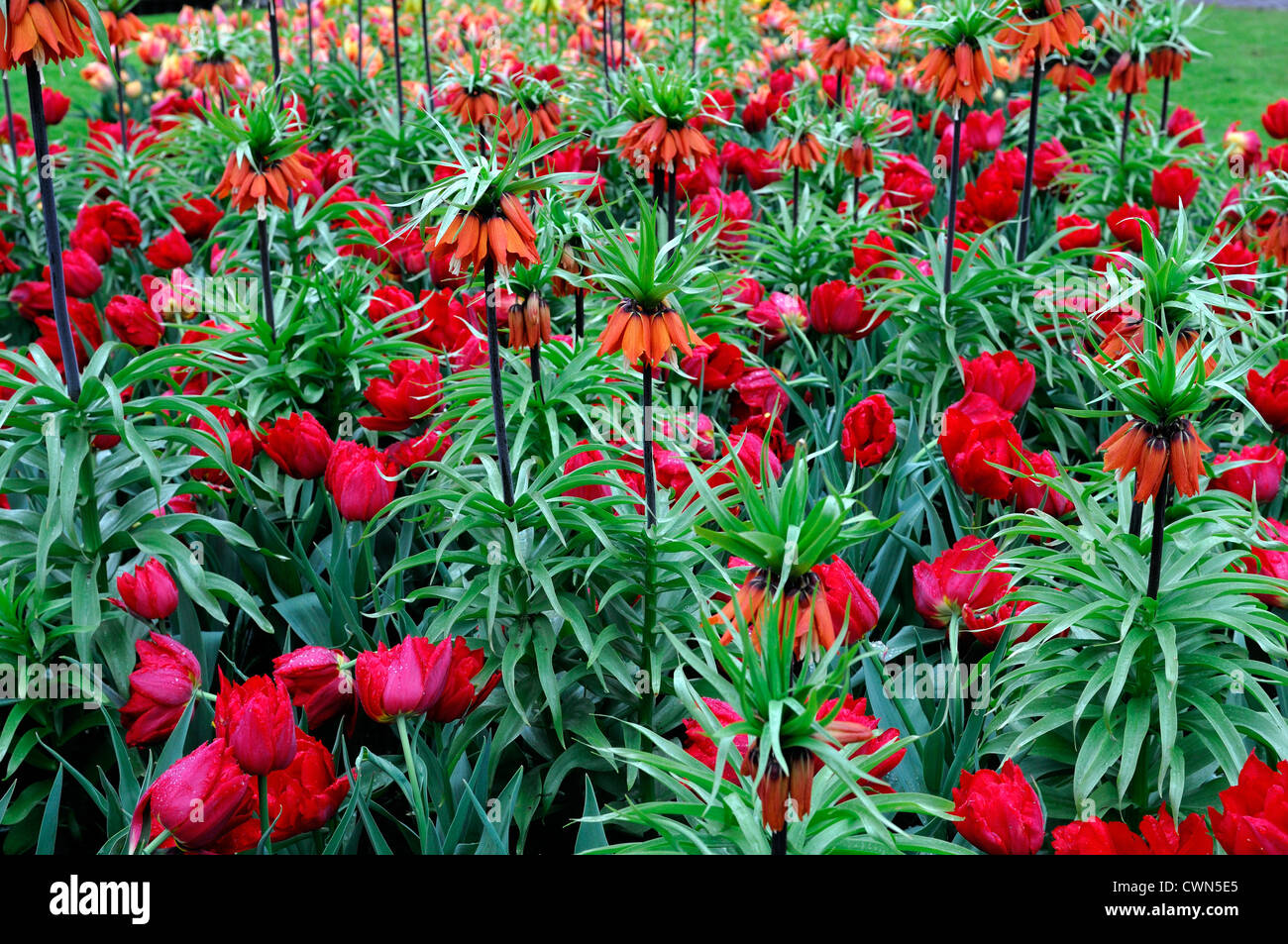 tulipa tulip abba double early red flowers fritillaria imperialis rubra ...
