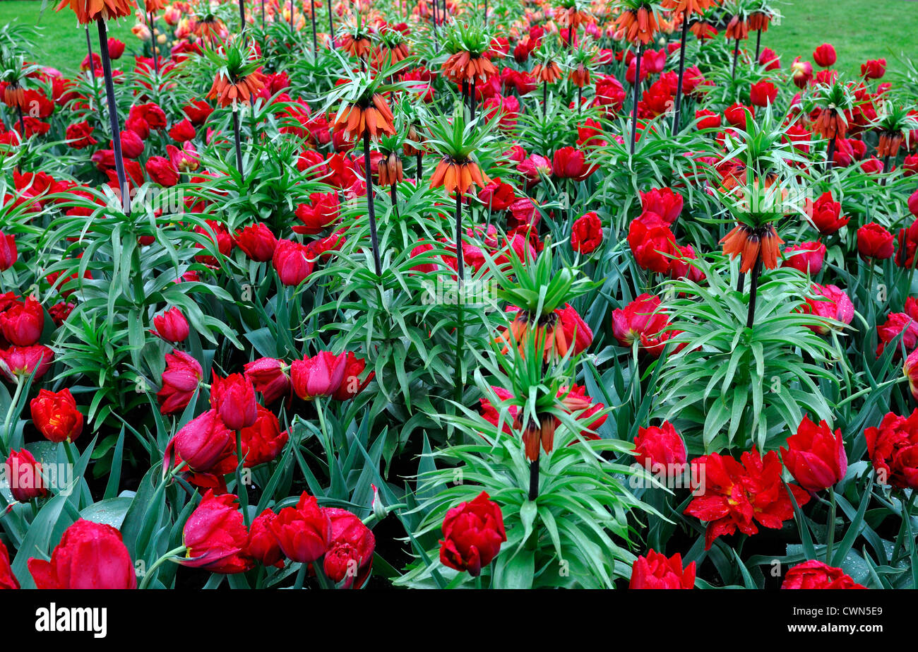 tulipa tulip abba double early red flowers fritillaria imperialis rubra ...