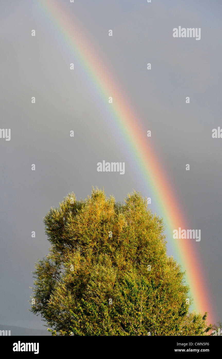 Rainbow disappearing behind a tree Stock Photo - Alamy