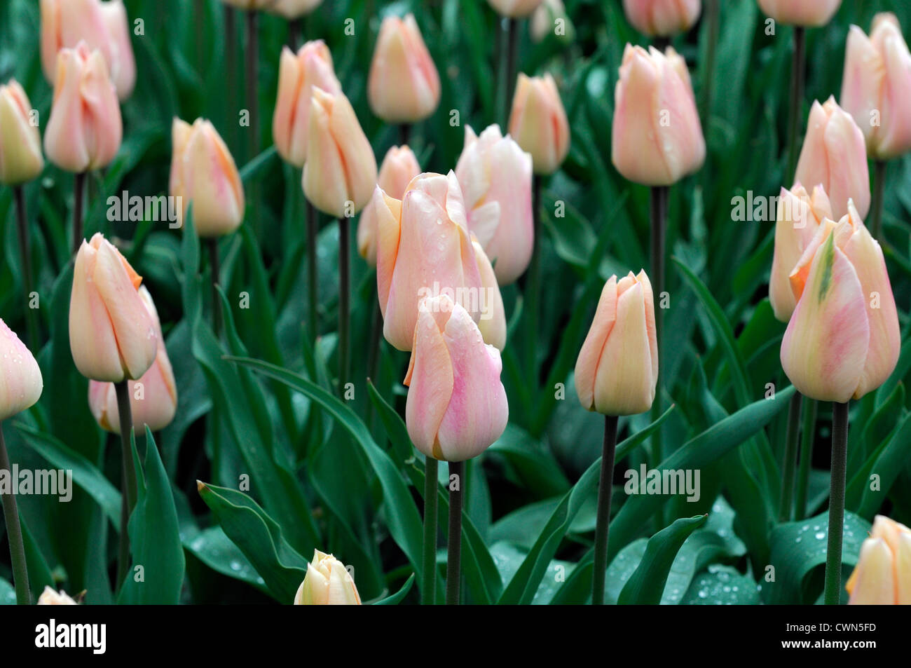 Tulipa apricot beauty triumph tulip flowers display spring flower bloom ...