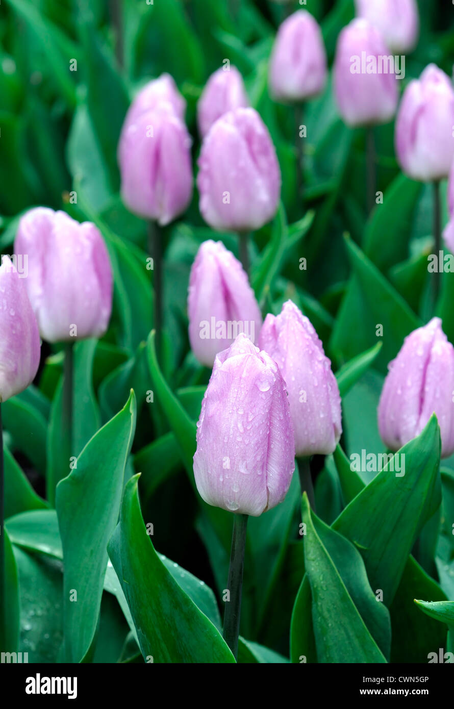Tulipa candy prince single early lilac pink tulip flowers display ...