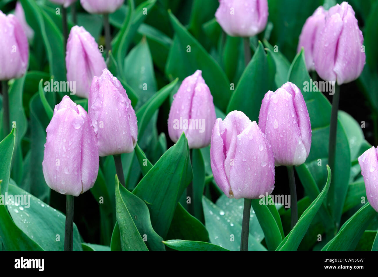 Tulipa candy prince single early lilac pink tulip flowers display ...